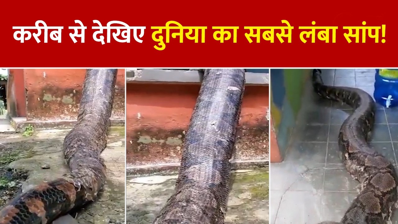 Biggest snake python in the world Duniya ka sabse bada lamba azgar saap ... Biggest snake python in the world Duniya ka sabse bada lamba azgar saap ...