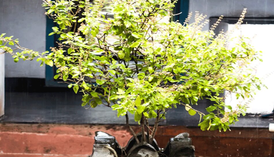 Mandatory Vastu Tips For Tulsi Plant Right Direction And Right Place ...