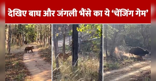 Animals Viral Video Wild buffalo defeated tiger in race watch funny ...