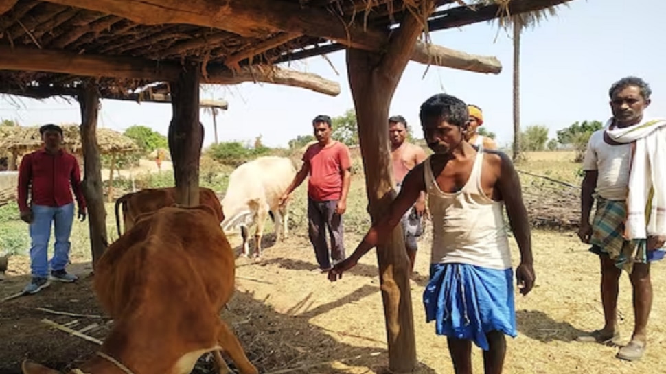 Week off for cattle in this village of Jharkhand reason for tradition ...
