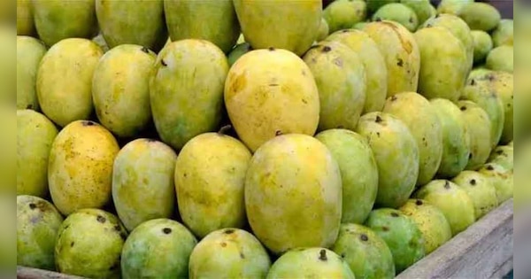 Langda Mango facts name history why is it called lagda |लंगड़ा आम के ...