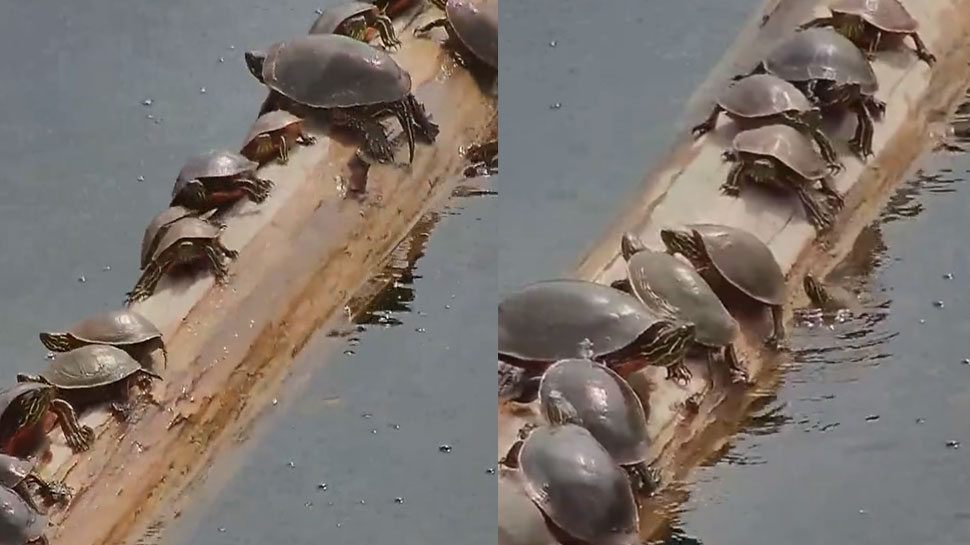 Turtles doing adventure in water by making a wooden swing cute video ...