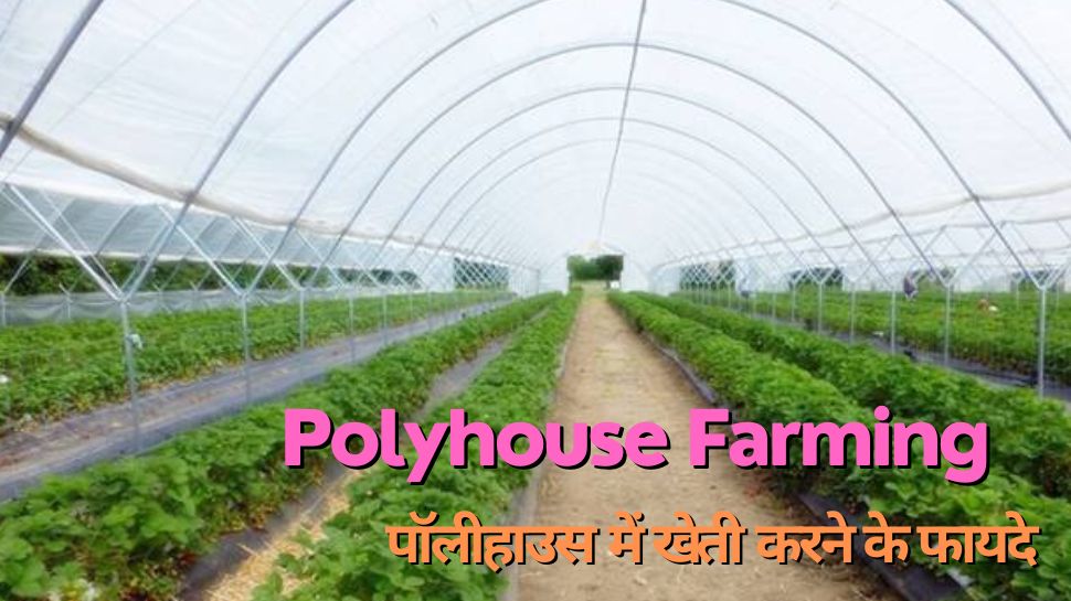 Difference Between Polyhouse And Greenhouse In Hindi at Eunice King blog
