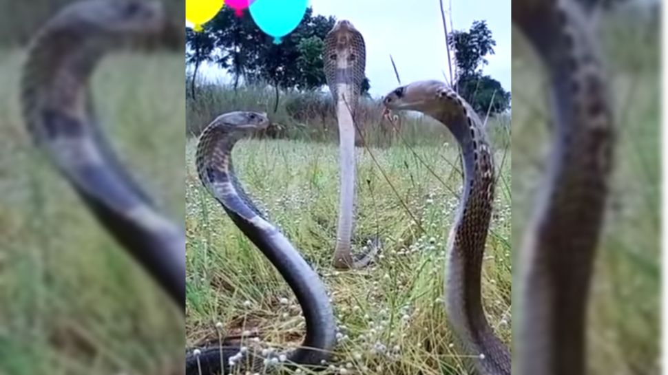 King Cobra Video Nagraj together made Shiva Trishul | King Cobra ...