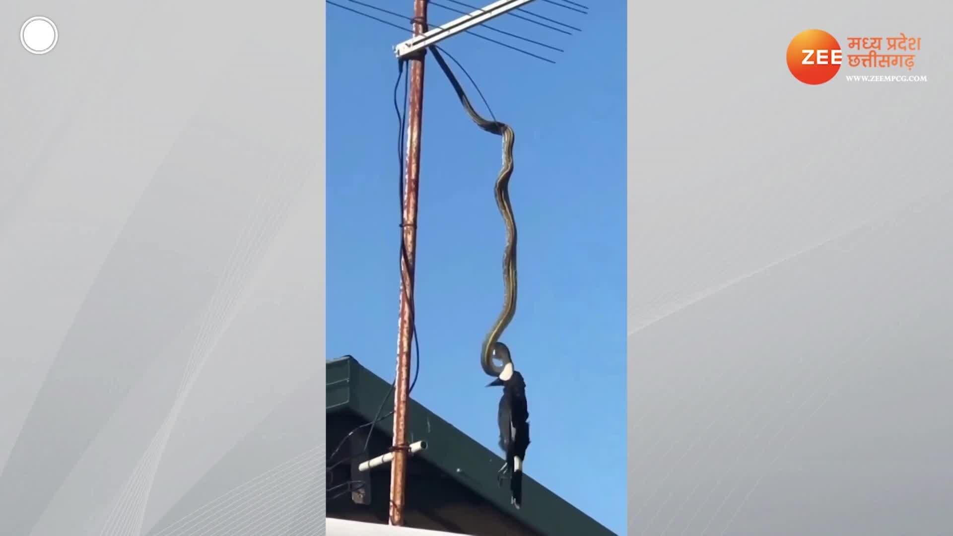 Snake risking his life hunted crow by hanging on TV antenna watch viral ...