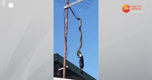 Snake risking his life hunted crow by hanging on TV antenna watch viral ...