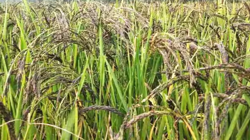 Bihar famous Marcha rice got GI tag these 5 products including Shahi ...