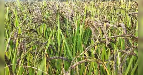 Bihar famous Marcha rice got GI tag these 5 products including Shahi ...