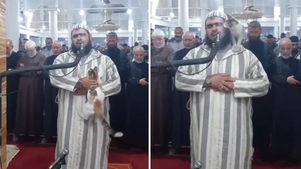 cat jump on Imam who was reciting the Najam of Ramadan know what ...
