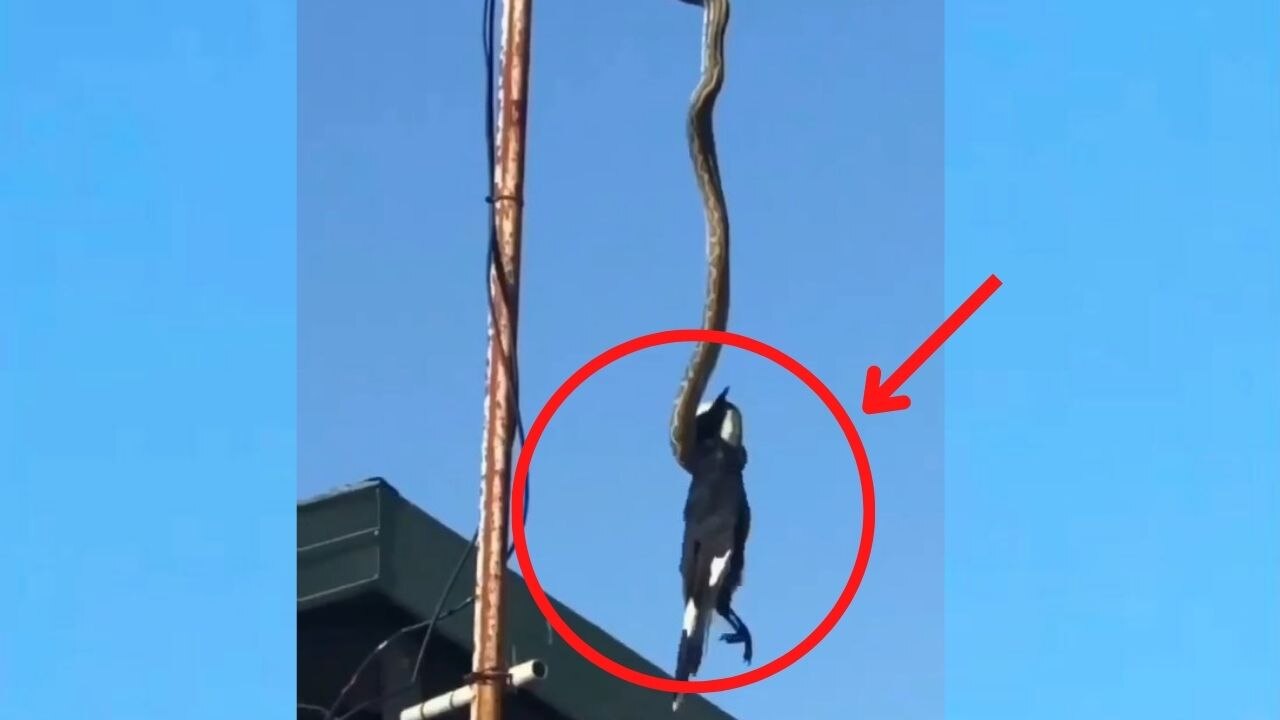 King Cobra Video people were surprised to see dangerous style of King ...