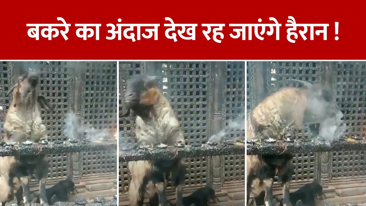 Viral video of animals goat smoking on pious fire and fragrance sticks ...