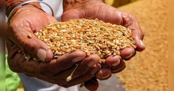 Free ration now ration card holder will get proper wheat and rice ...