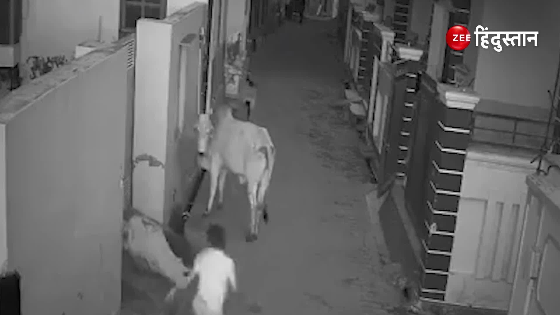 bull attack on woman video goes viral | गली में घूम रही महिला को सांड ...