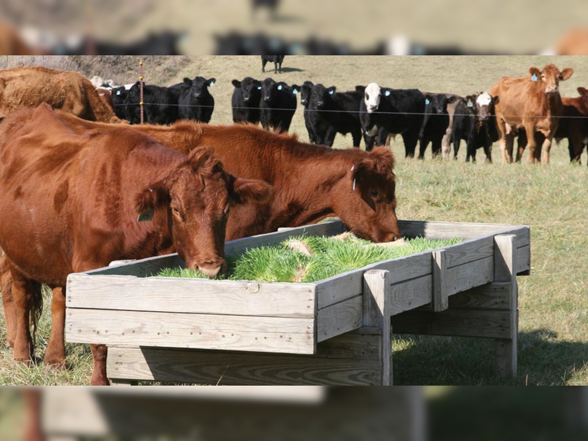 Cow Service Benefits importance of service of cows | Cow Service ...