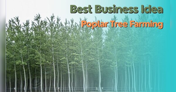 Business Idea Money Making Tips How to do Poplar Tree Farming ...