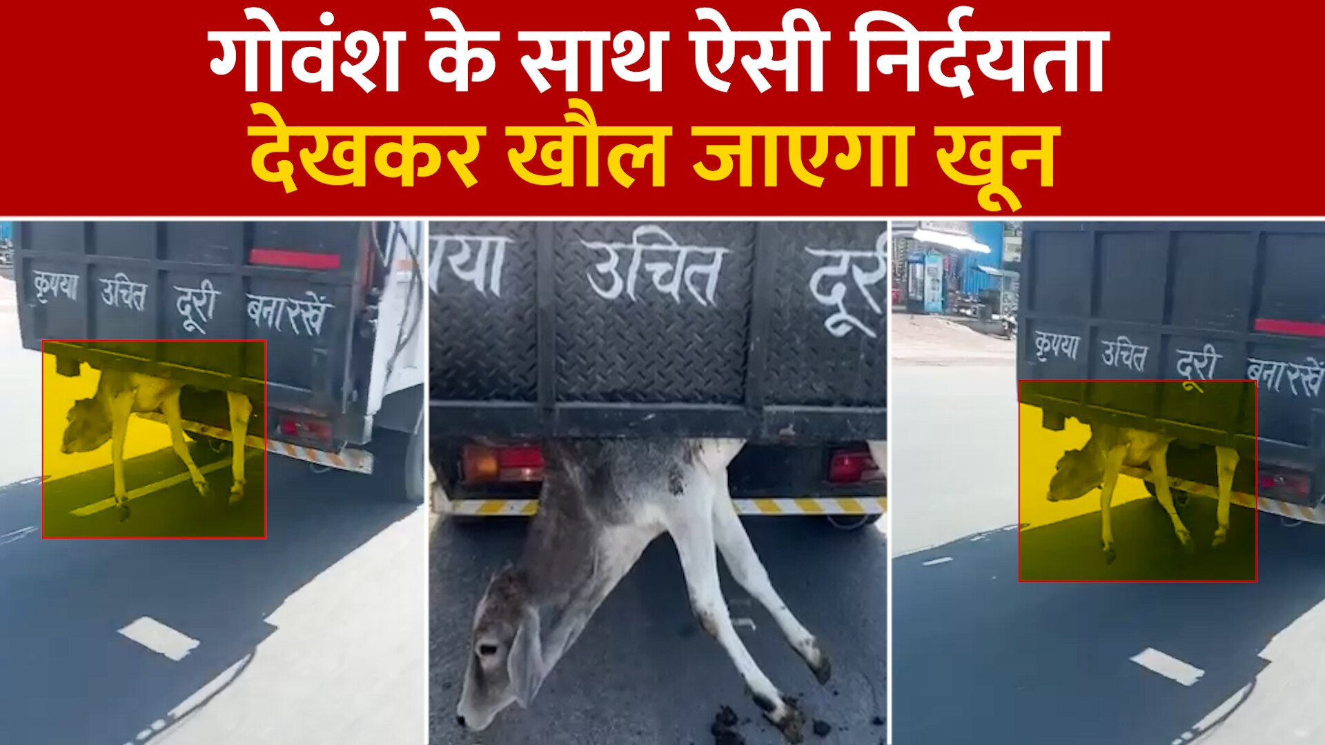 Cruelty with Cow in Nagar Panchayat Vehicle vehicle Kanpur video viral ...