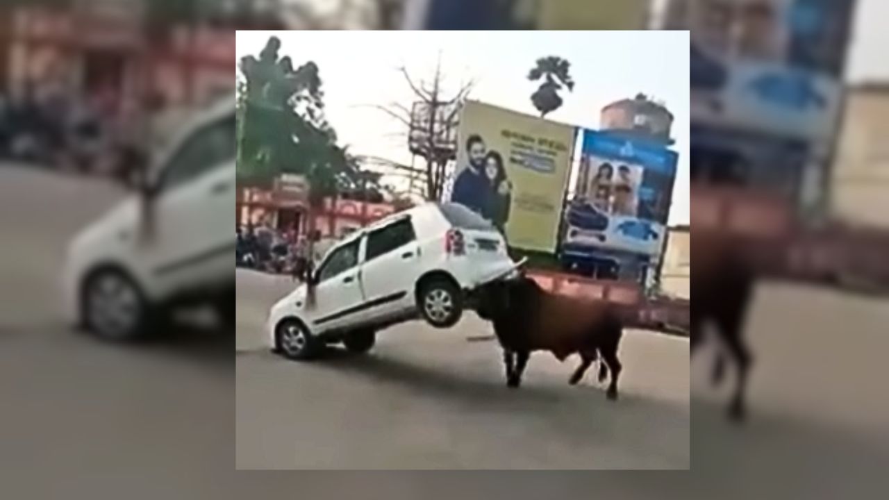 Viral Video Bahubali bull tossed car standing on road like a toy ...