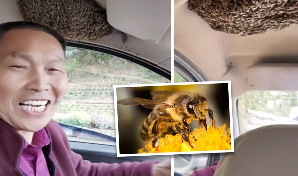 swarm of bees inside car man driving with honeybees above his head in ...