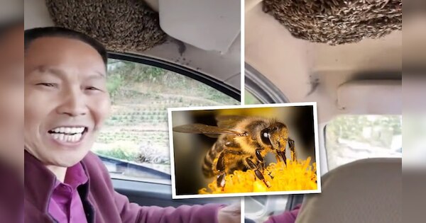 swarm of bees inside car man driving with honeybees above his head in ...