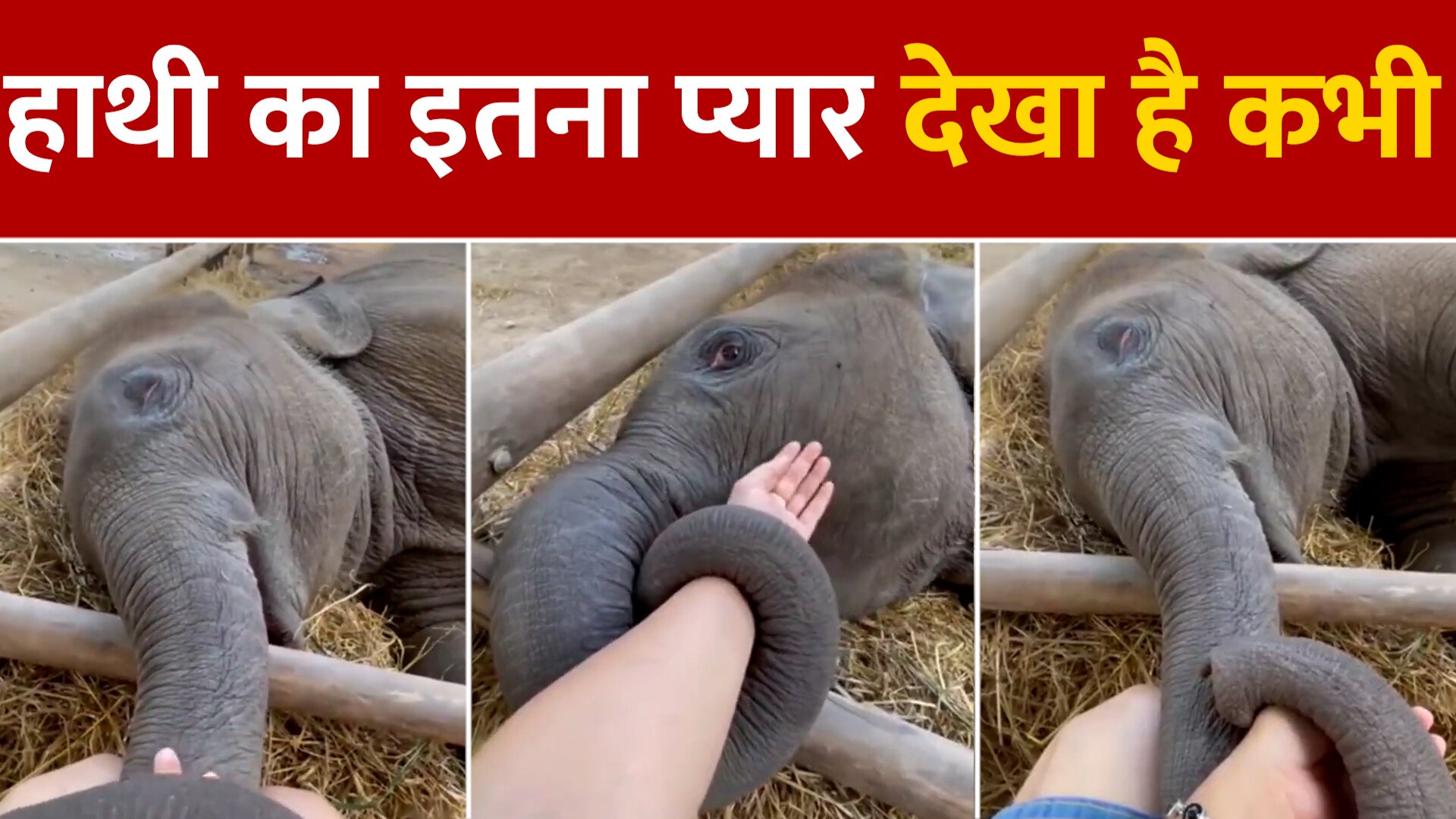 Elephant loving caretaker holding her hand went viral on internet watch ...