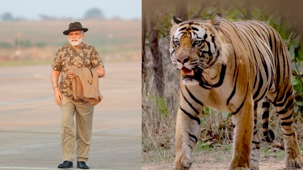 Project Tiger completes 50 years PM modi released the figures of tigers ...