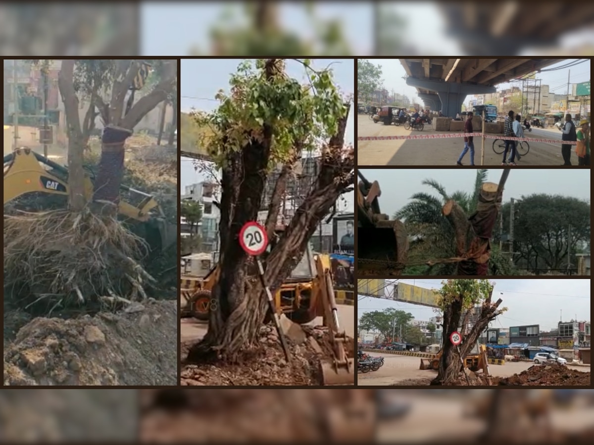 Durg 50 Year Old Peepal Tree Shifted For Supela Under Bridge Construction in Bhilai See Photo ...