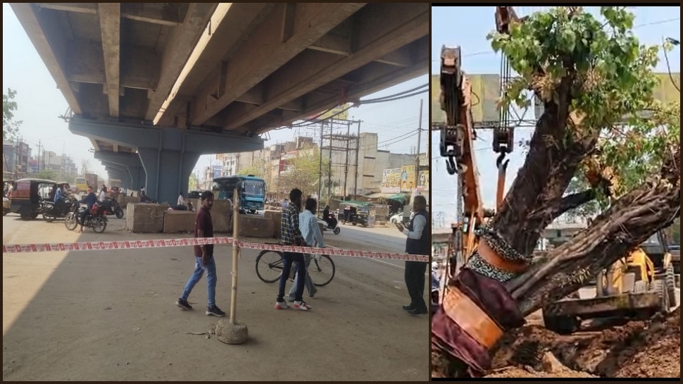 Durg 50 Year Old Peepal Tree Shifted For Supela Under Bridge Construction in Bhilai See Photo ...