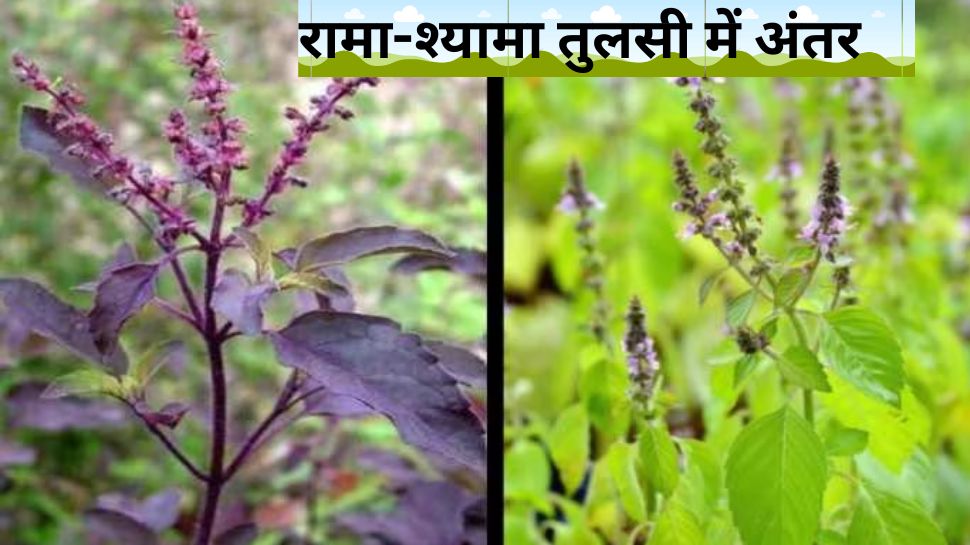 best tulsi for home Which basil auspicious for home Know difference ...