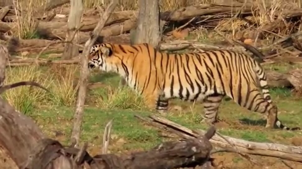 Ranthambore Tigress hunted in front of everyone tourists saw live view ...