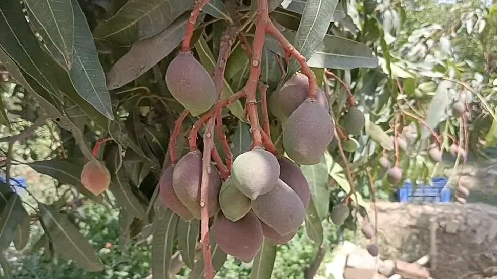 Bhagalpur Mango Man Ashok Kumar Chaudhary named the new variety of ...