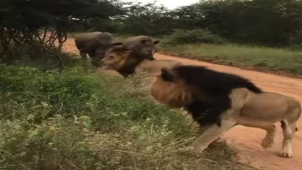trending today two Babbar lions ran away by seeing rhinoceros funny ...