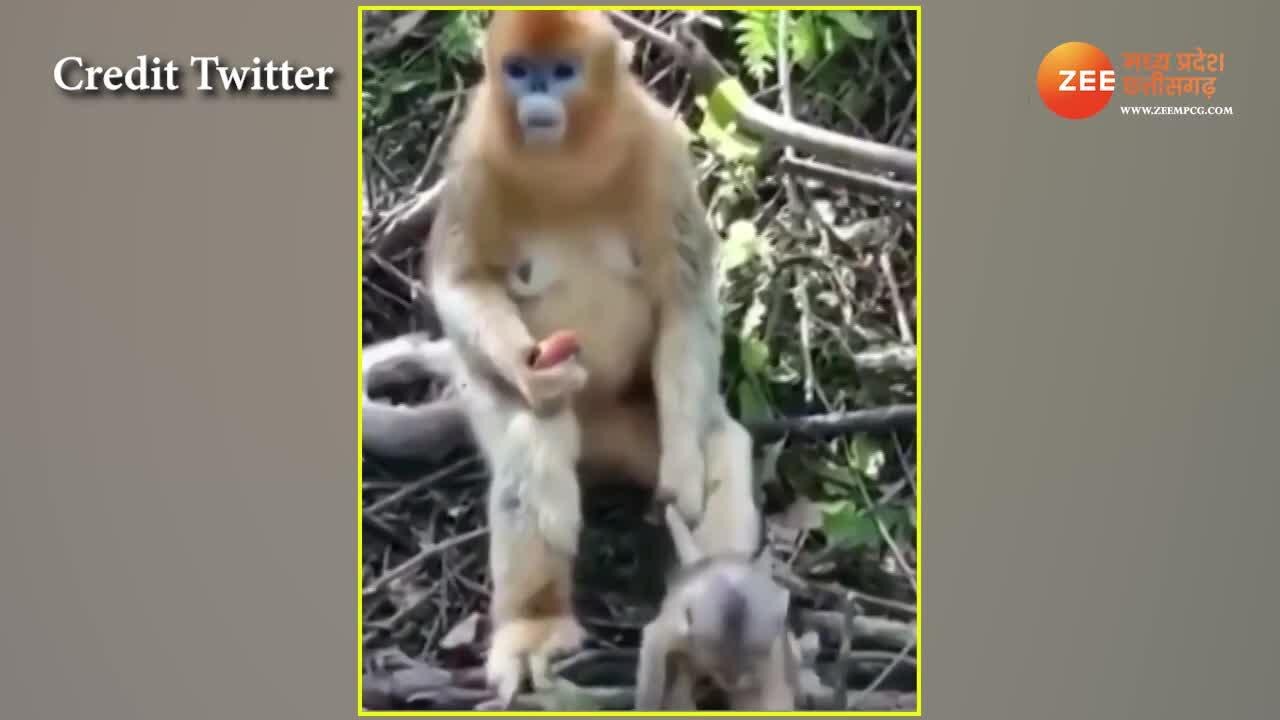 viral video monkey eating apple by holding child tail watch most amazing reel | Viral Video ...