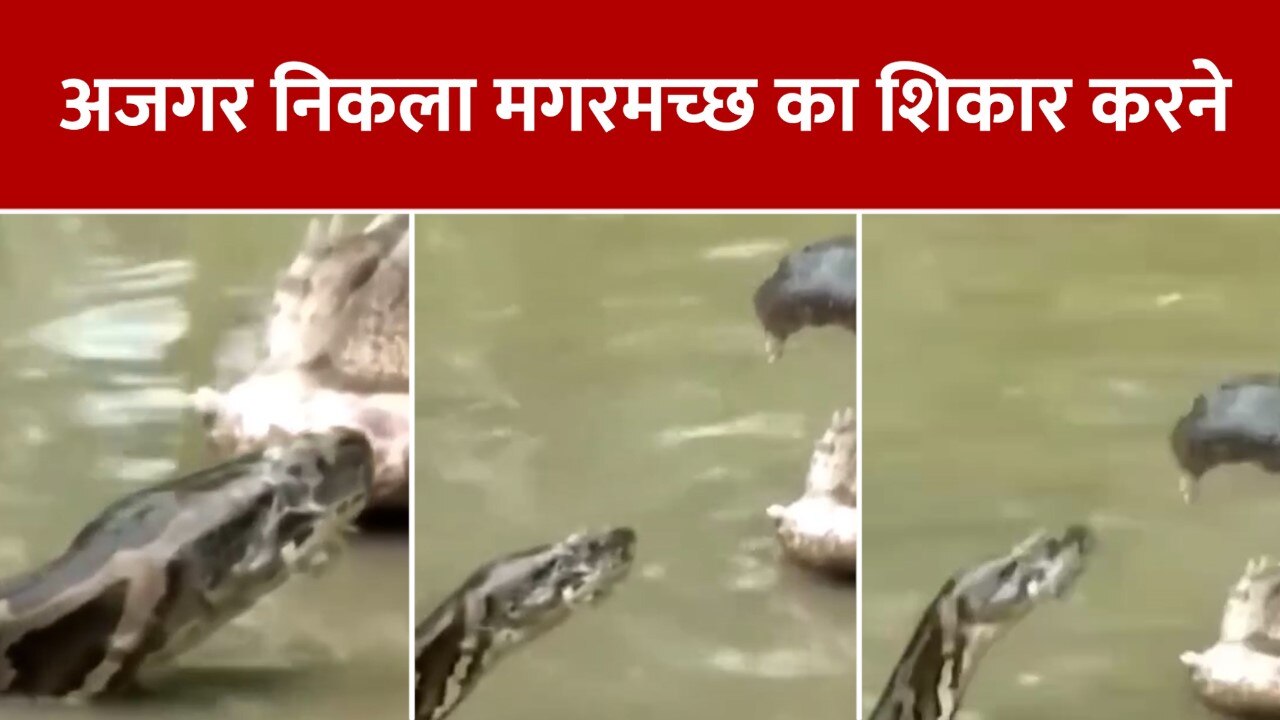 Python Snake wanted to hunt crocodile ajgar magarmacch ki ladai see ...