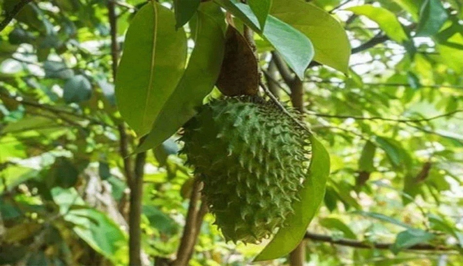 Hanumanji named Powerful fruit Hanuman Phal which tastes like ...