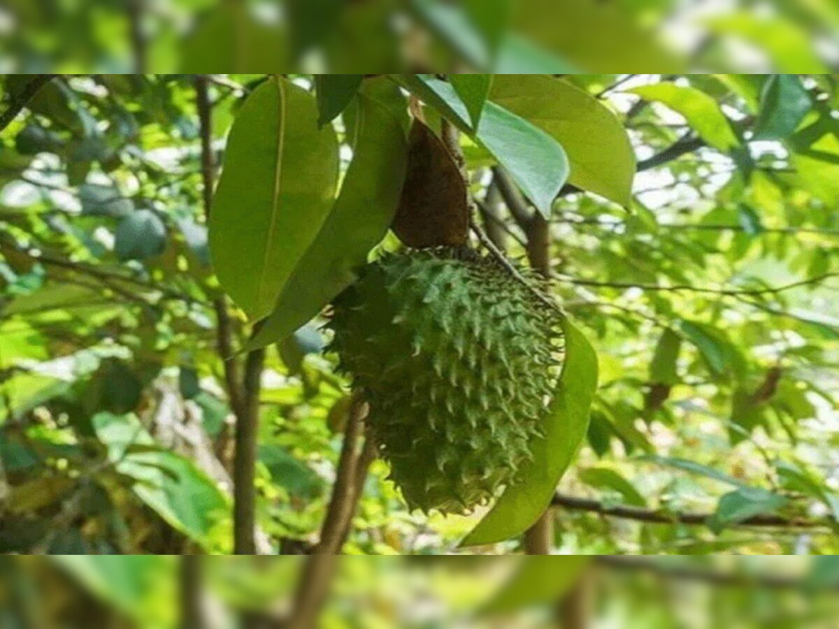 Hanumanji named Powerful fruit Hanuman Phal which tastes like ...