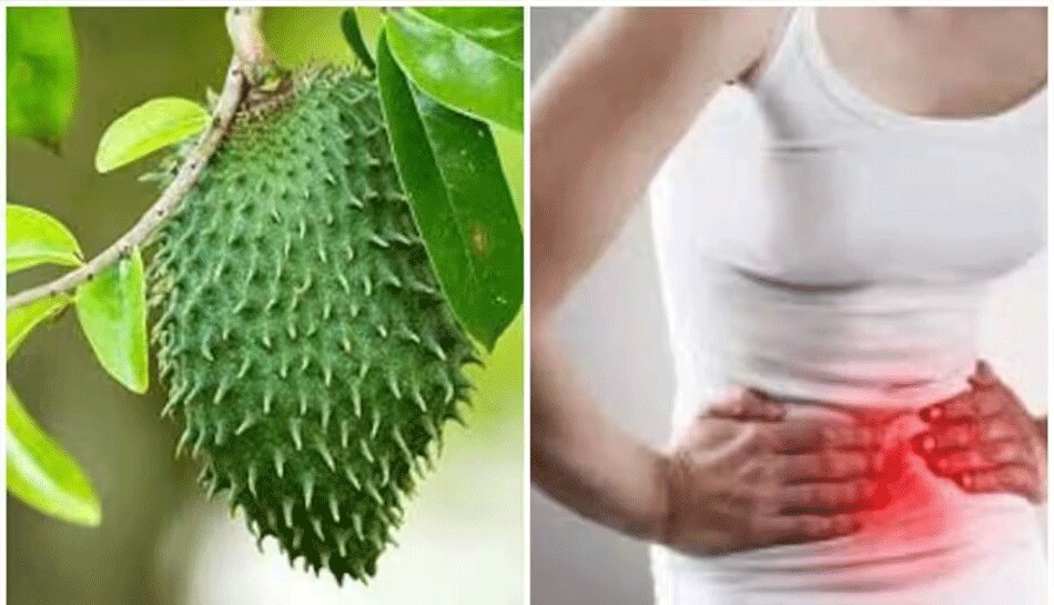 Hanumanji named Powerful fruit Hanuman Phal which tastes like ...