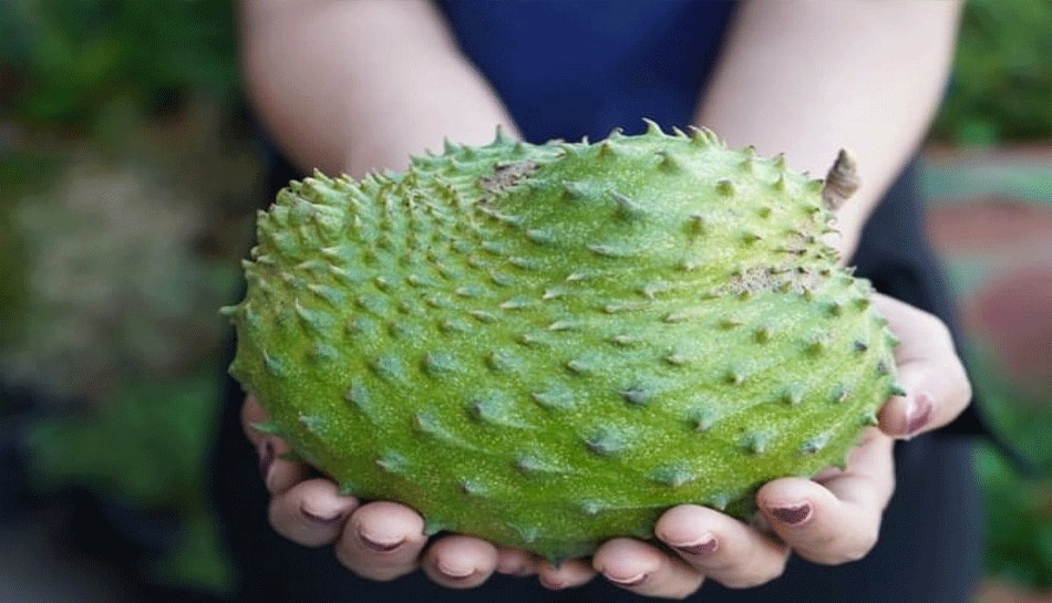 Hanumanji named Powerful fruit Hanuman Phal which tastes like ...