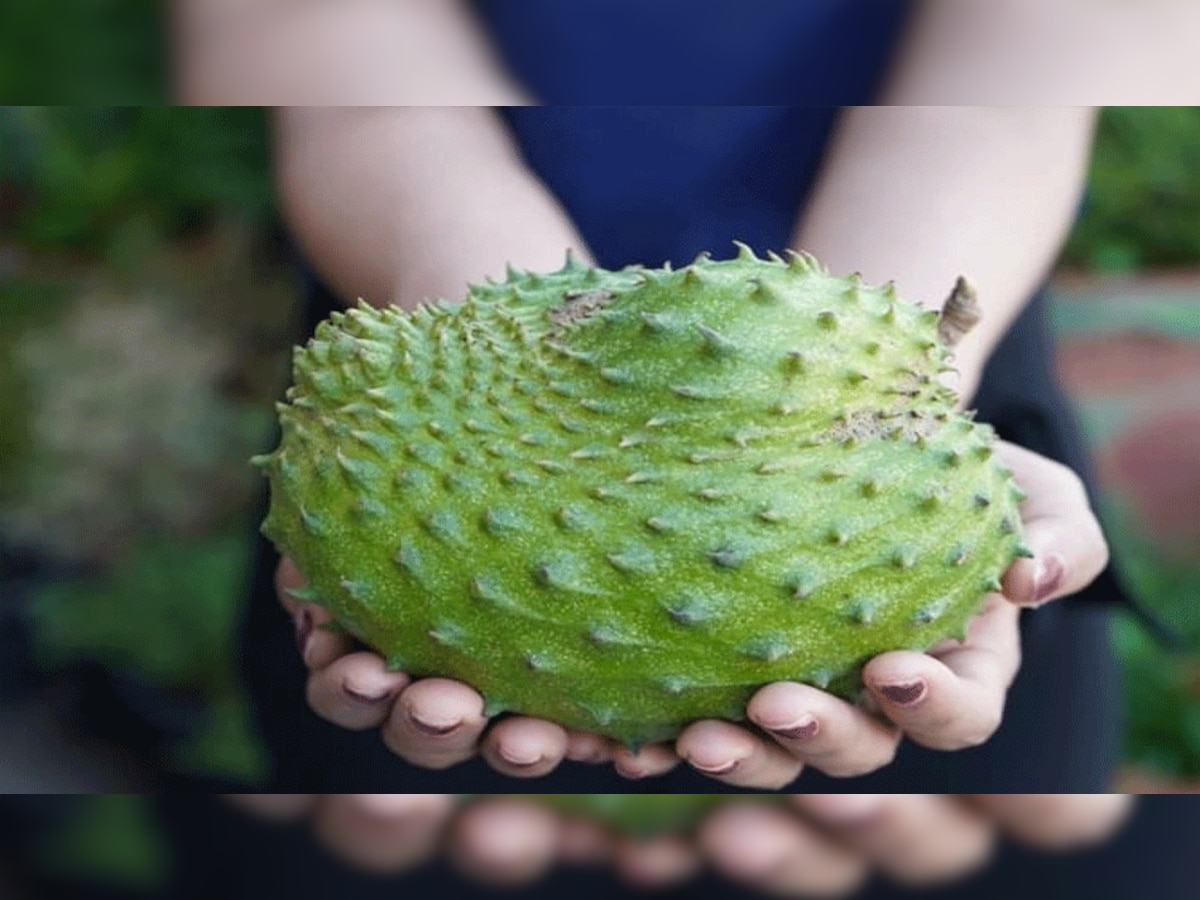 Hanumanji named Powerful fruit Hanuman Phal which tastes like ...