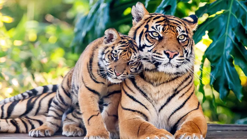 How were 3167 tigers counted Understand the method of Tiger Census