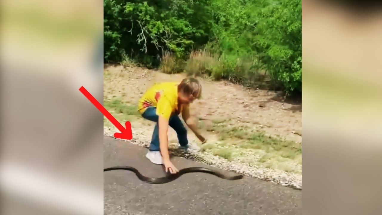 King Cobra Video Snake caught and wrapped around his neck then watch ...