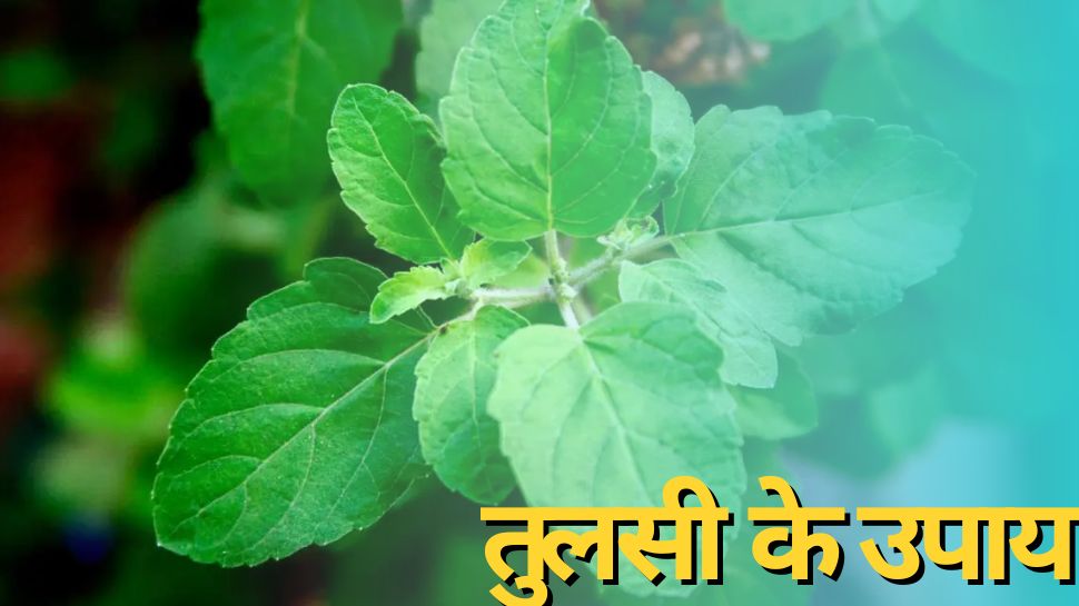 vastu upay do these remedies of 11 tulsi leaves change your life tulsi ...
