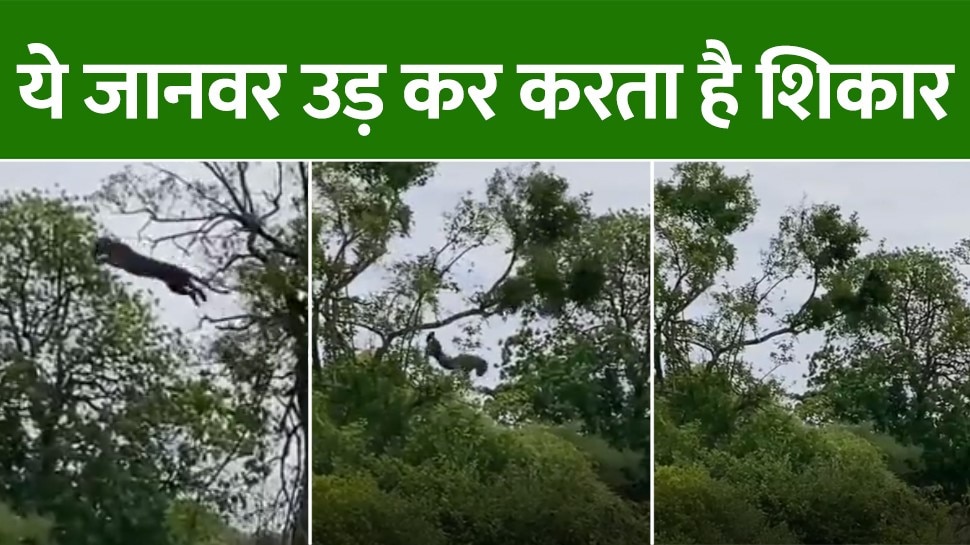 monkey and leopard viral video leopard catch the monkey while jumping ...