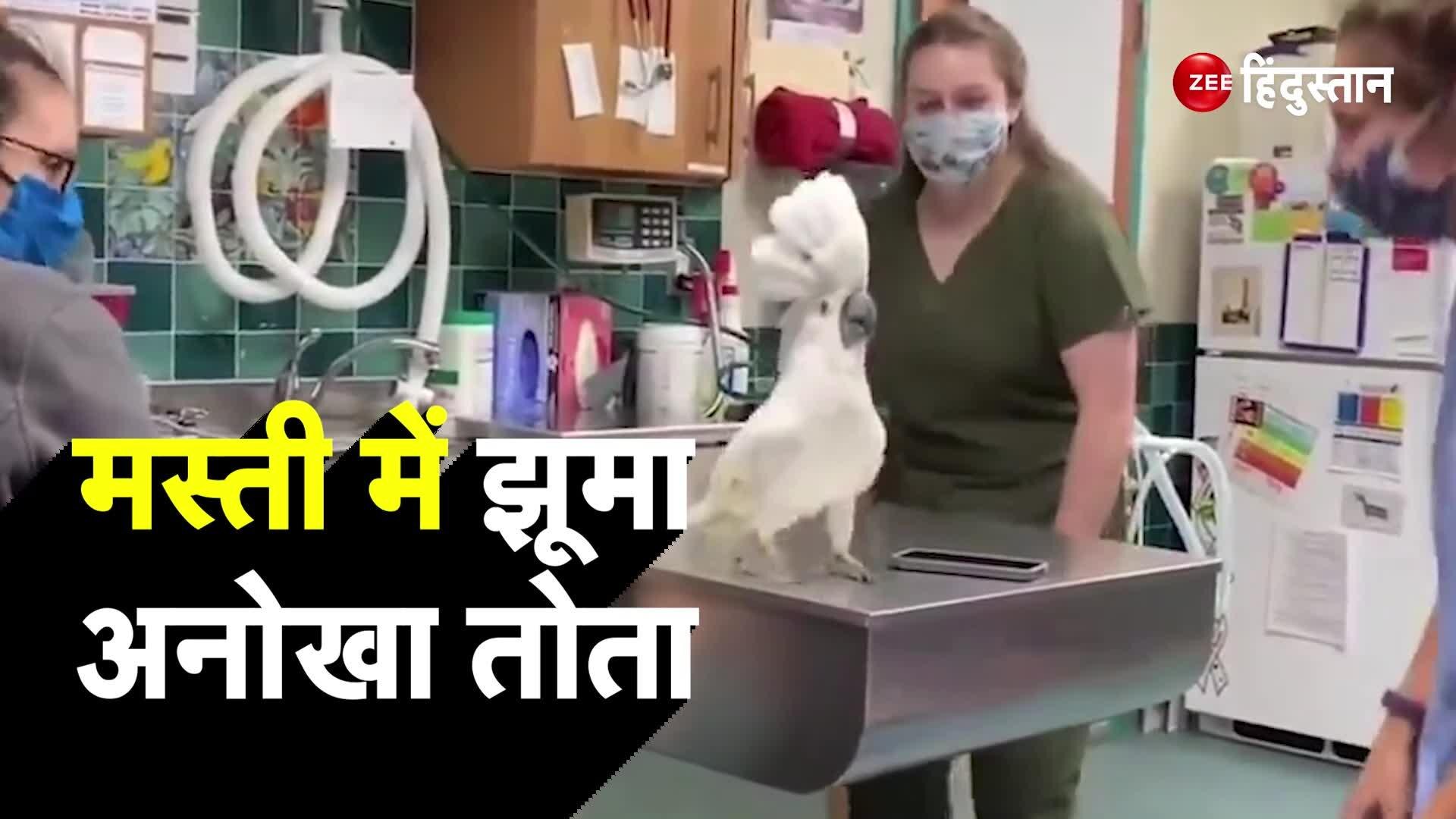 White parrot amazing dance with nurse video goes viral | सफेद तोते ने ...