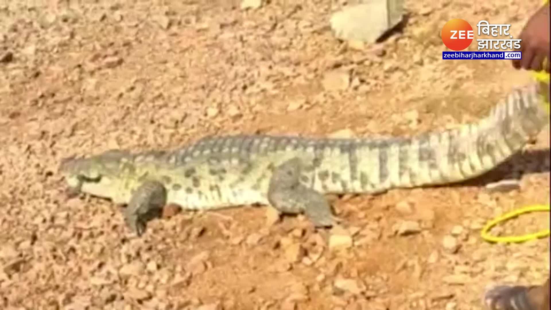 Magarmach Ka Video crocodiles left pond reached among humans due to ...