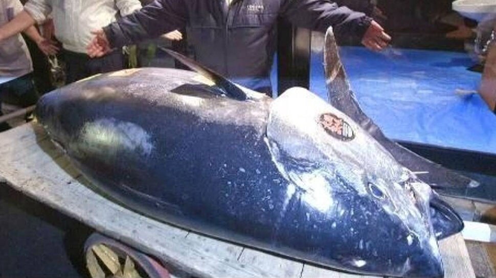 World Most Expensive Fish Japanese Tuna Fish Price and weight | Most ...