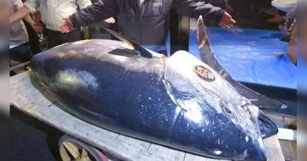 World Most Expensive Fish Japanese Tuna Fish Price and weight | Most ...