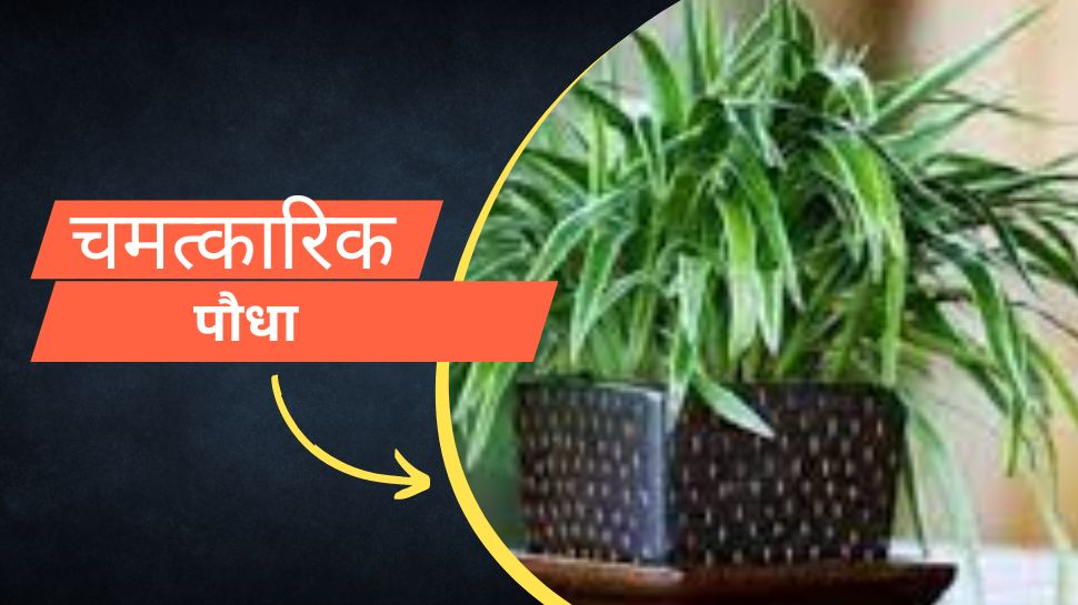 vastu tips for spider plant Kuber treasure gets touched vault becomes ...