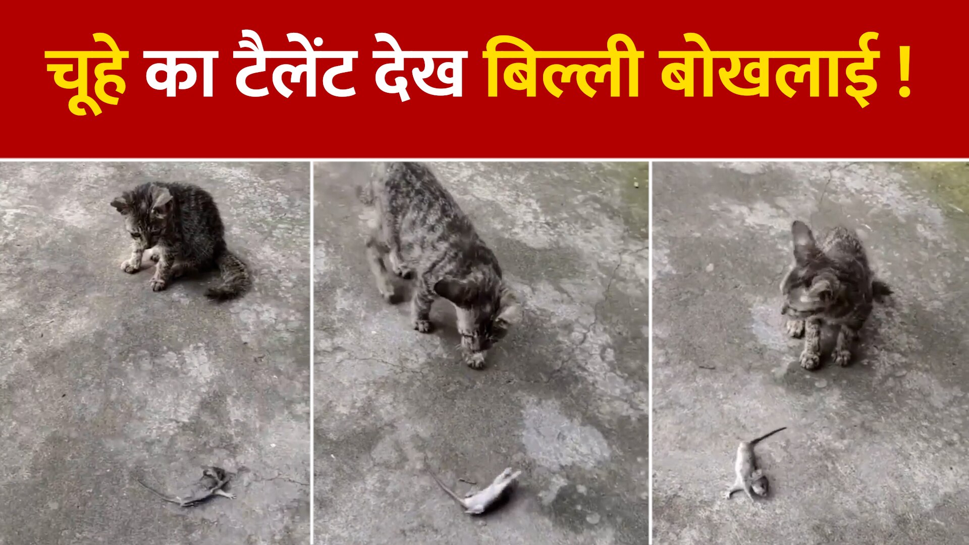 Funny Video Seeing talent of rat cat got angry Cat Rat fight crazy Rat ...