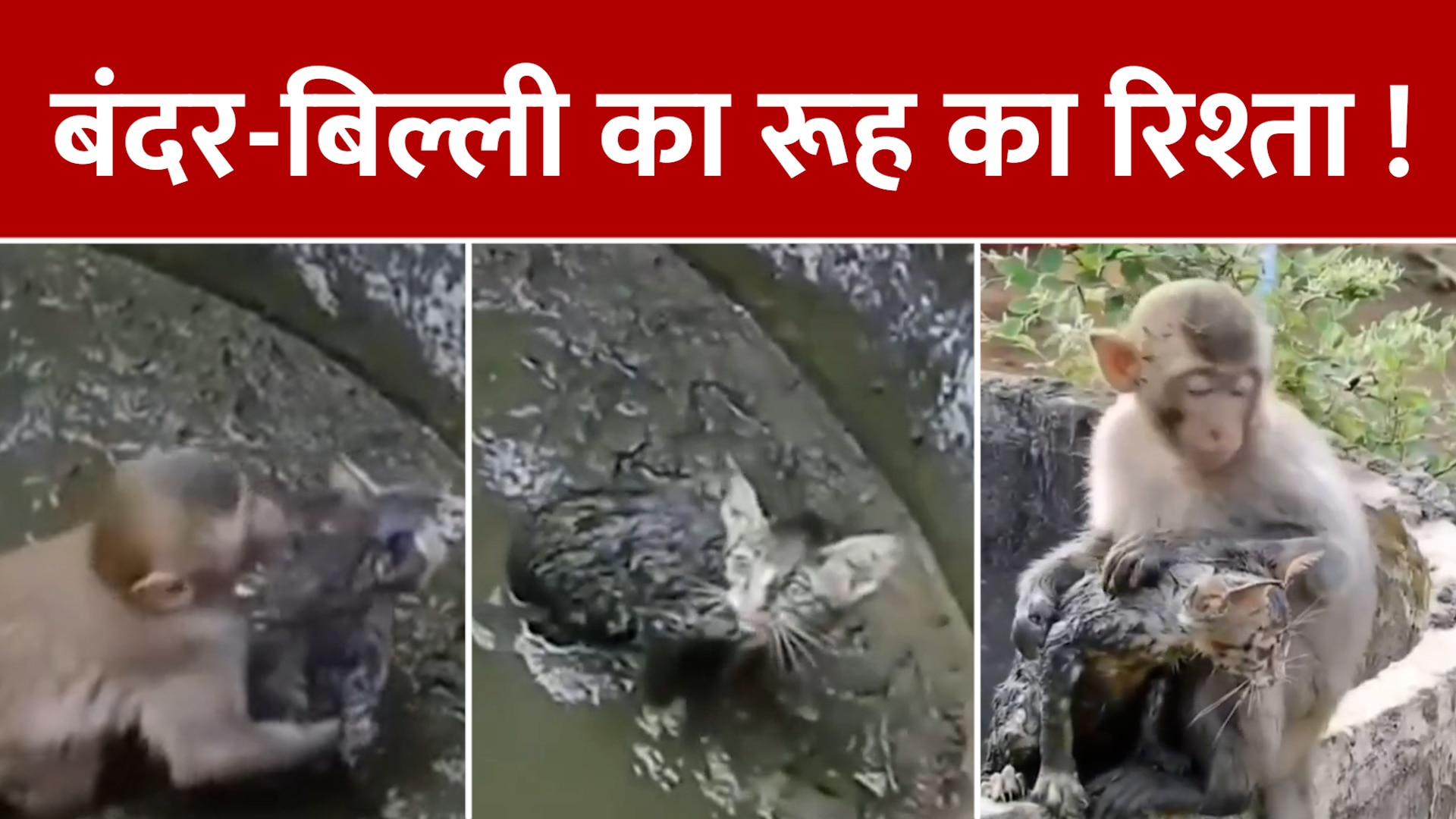Billi Aur Bandar Ki emotional video Cat and Monkey Friendship monkey ...