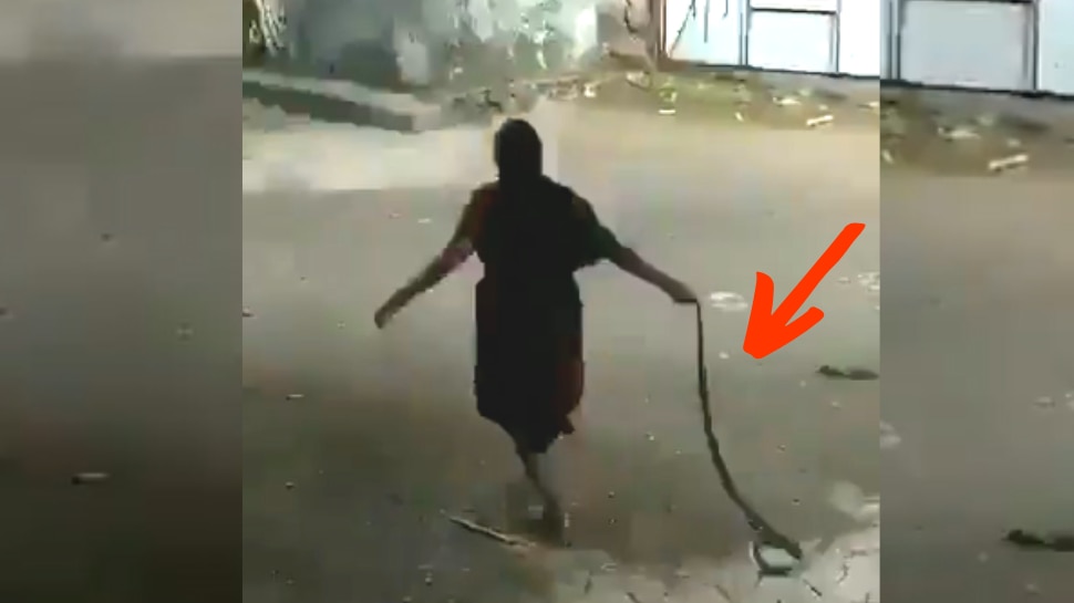 King Cobra dragged by grand mohter watch viral video | King Cobra Video ...